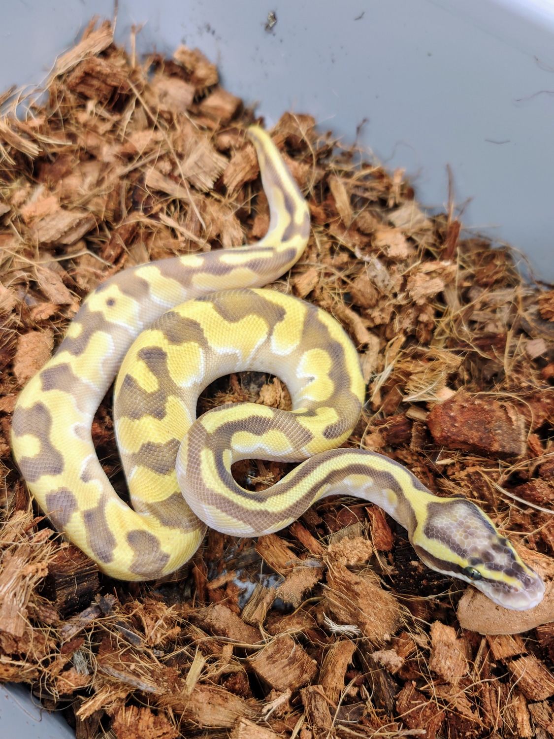 Enchi Lesser Pastel Hypo Het Desert Ghost Ball Python by ASI Reptiles ...