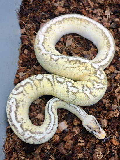 Inferno Freeway Ball Python by ASI Reptiles