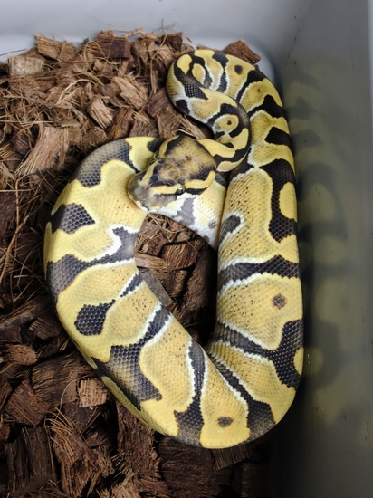 Enchi Desert Ghost Ball Python by ASI Reptiles