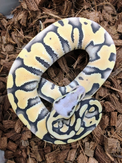 Super Pastel Desert Ghost Pos OD Ball Python by ASI Reptiles