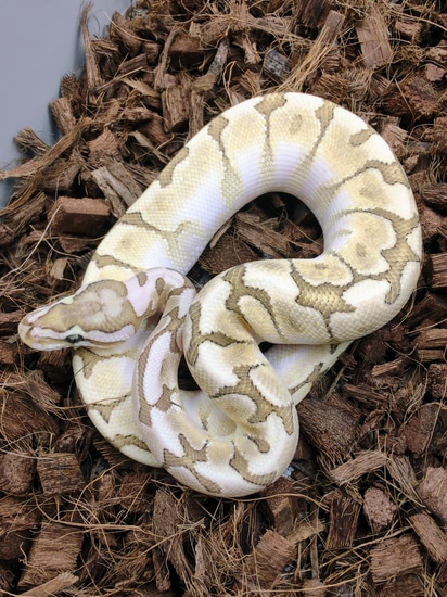 Spotnose Pastel Enchi Bamboo Het Desert Ghost Ball Python by ASI Reptiles