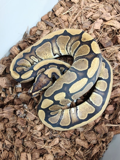 Red Stripe Het DG Ball Python by ASI Reptiles