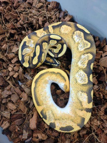 Calico Fire Orange Dream Asphalt/yellow Belly Ball Python by ASI Reptiles