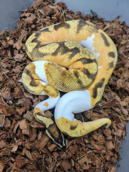Orange Dream Yellow Belly Enchi Pied Ball Python by ASI Reptiles