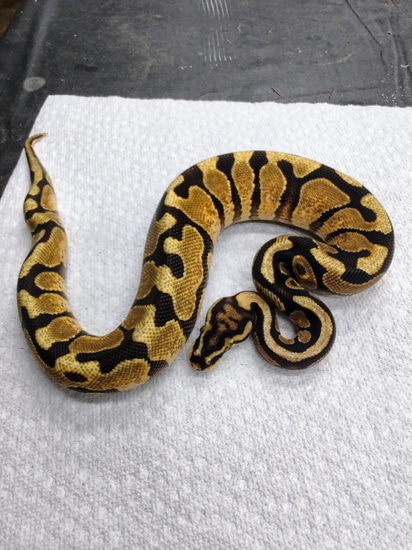 Spotnose Enchi Yellow Belly Het Desert Ghost Ball Python by ASI Reptiles