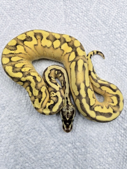 Pastel Hgw Enchi Super Asphalt Ball Python by ASI Reptiles