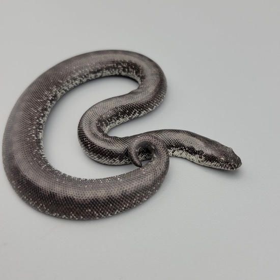 Black Russian Russian Sand Boa by Rufus Darden Reptiles