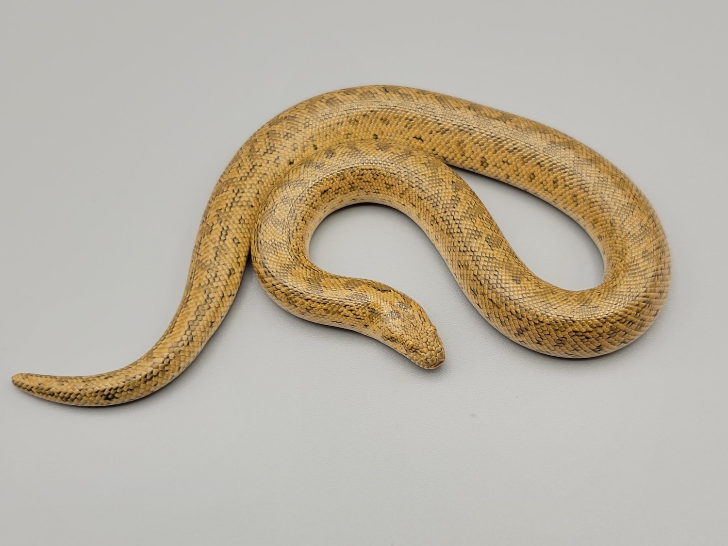 Cinnamon Russian Sand Boa by Rufus Darden Reptiles - MorphMarket