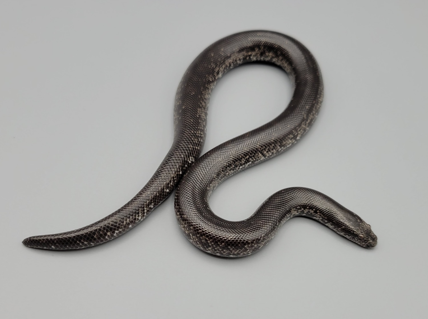 Black Russian Sand Boa by Rufus Darden Reptiles - MorphMarket