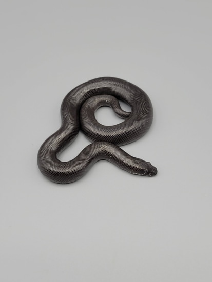 Super Black Russian Russian Sand Boa by Rufus Darden Reptiles