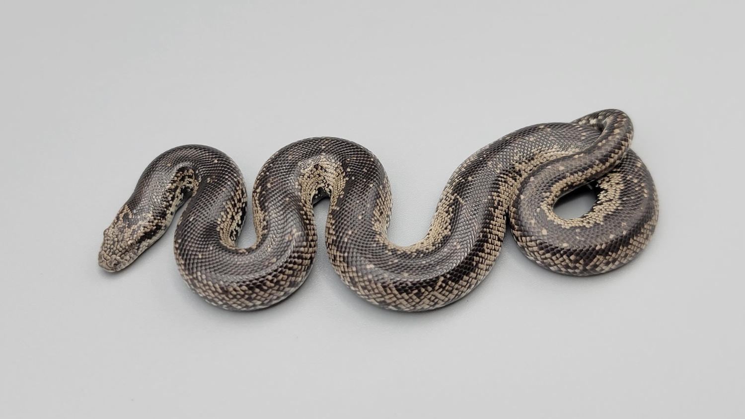 Black Russian Sand Boa by Rufus Darden Reptiles - MorphMarket