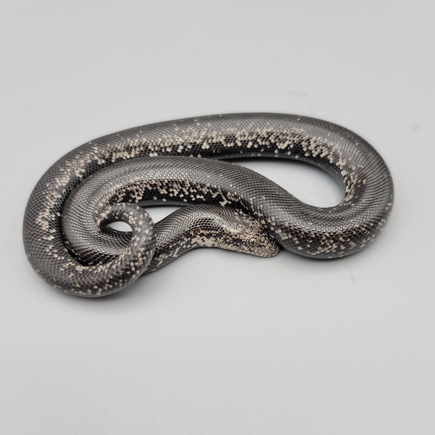 Black Russian Sand Boa by Rufus Darden Reptiles - MorphMarket