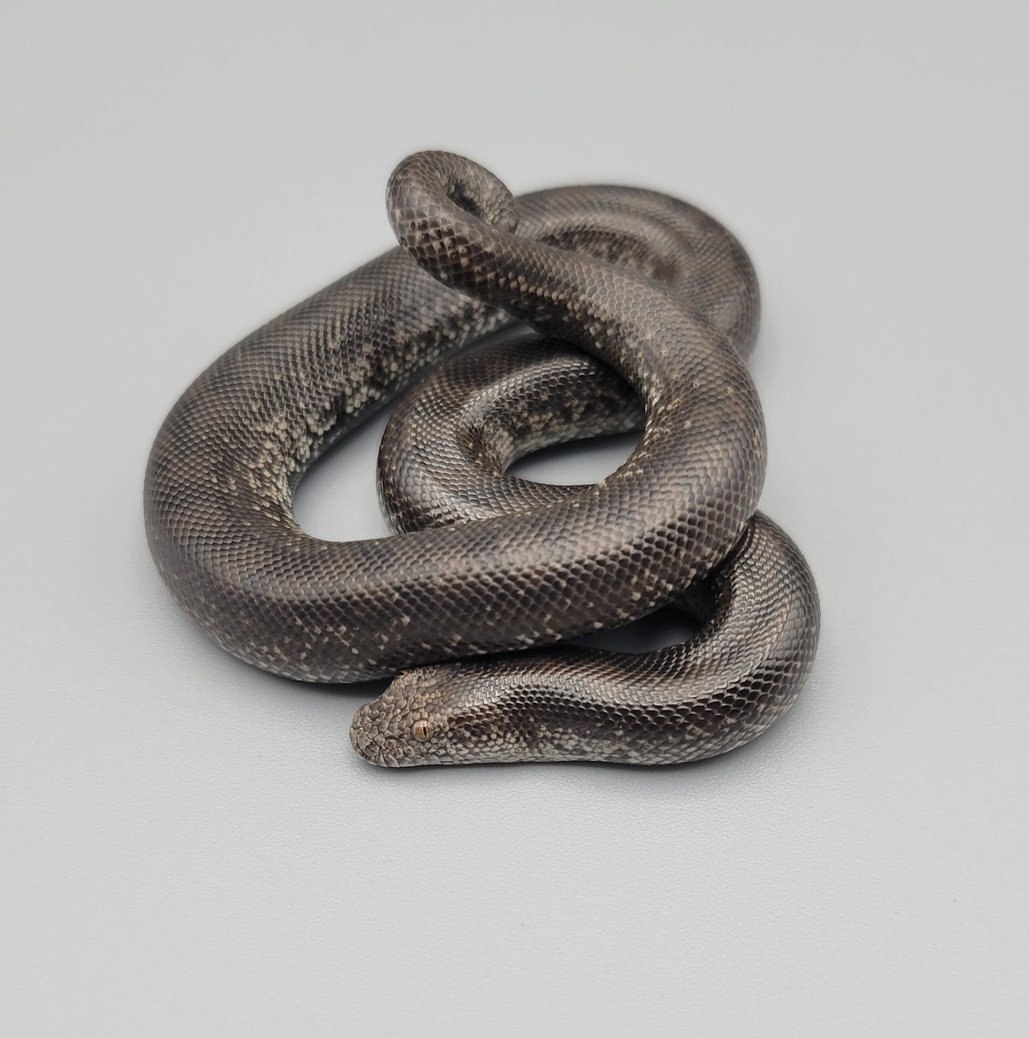 Black Russian Sand Boa by Rufus Darden Reptiles - MorphMarket