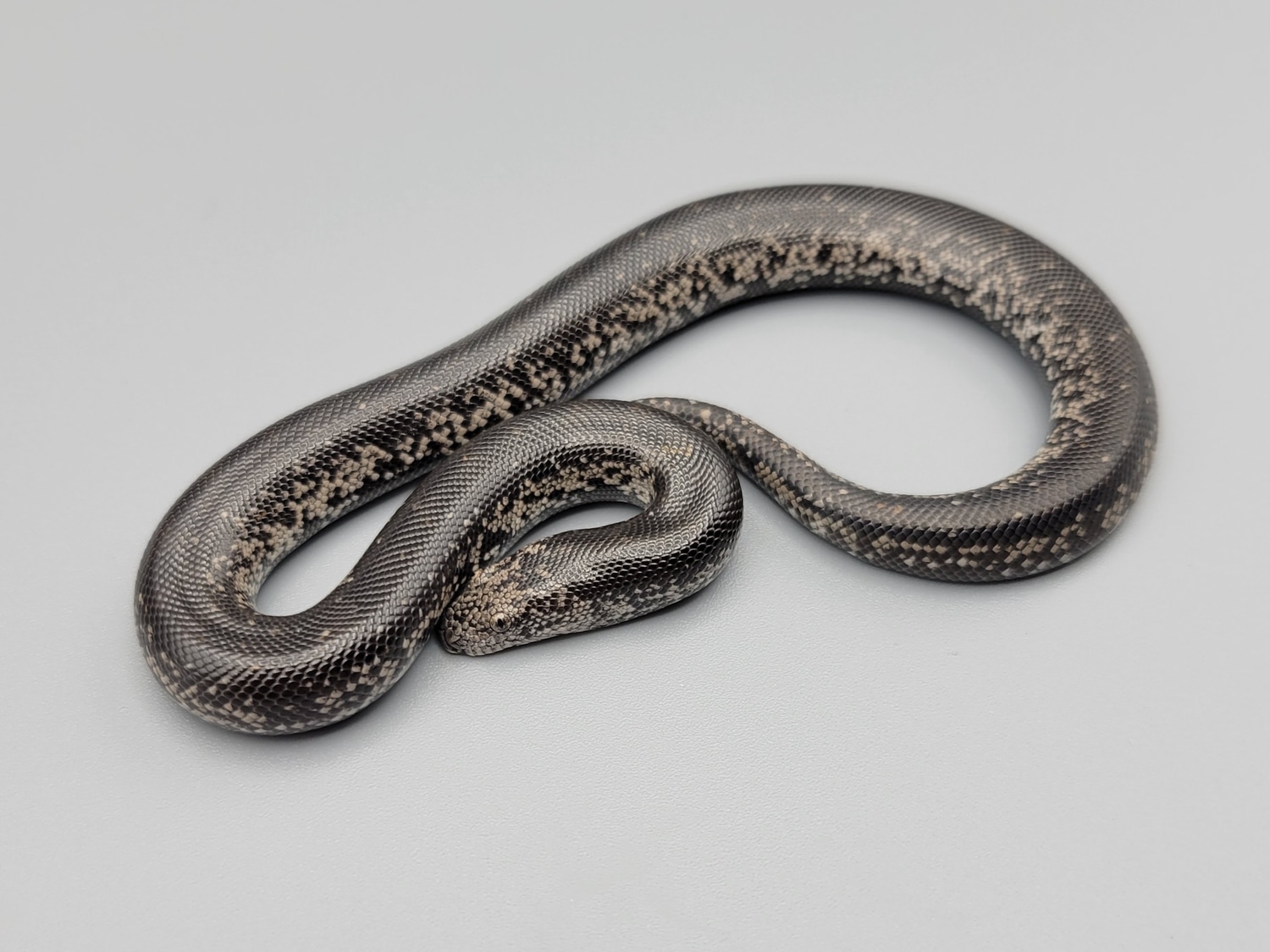 Black Russian Sand Boa by Rufus Darden Reptiles - MorphMarket