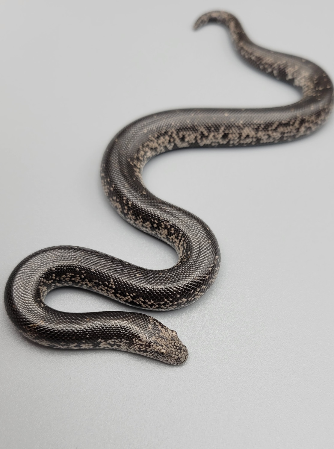 Black Russian Sand Boa by Rufus Darden Reptiles - MorphMarket