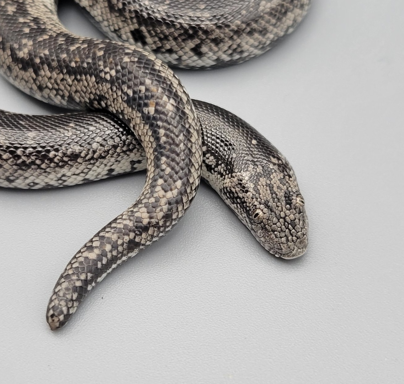 Black Russian Sand Boa by Rufus Darden Reptiles - MorphMarket