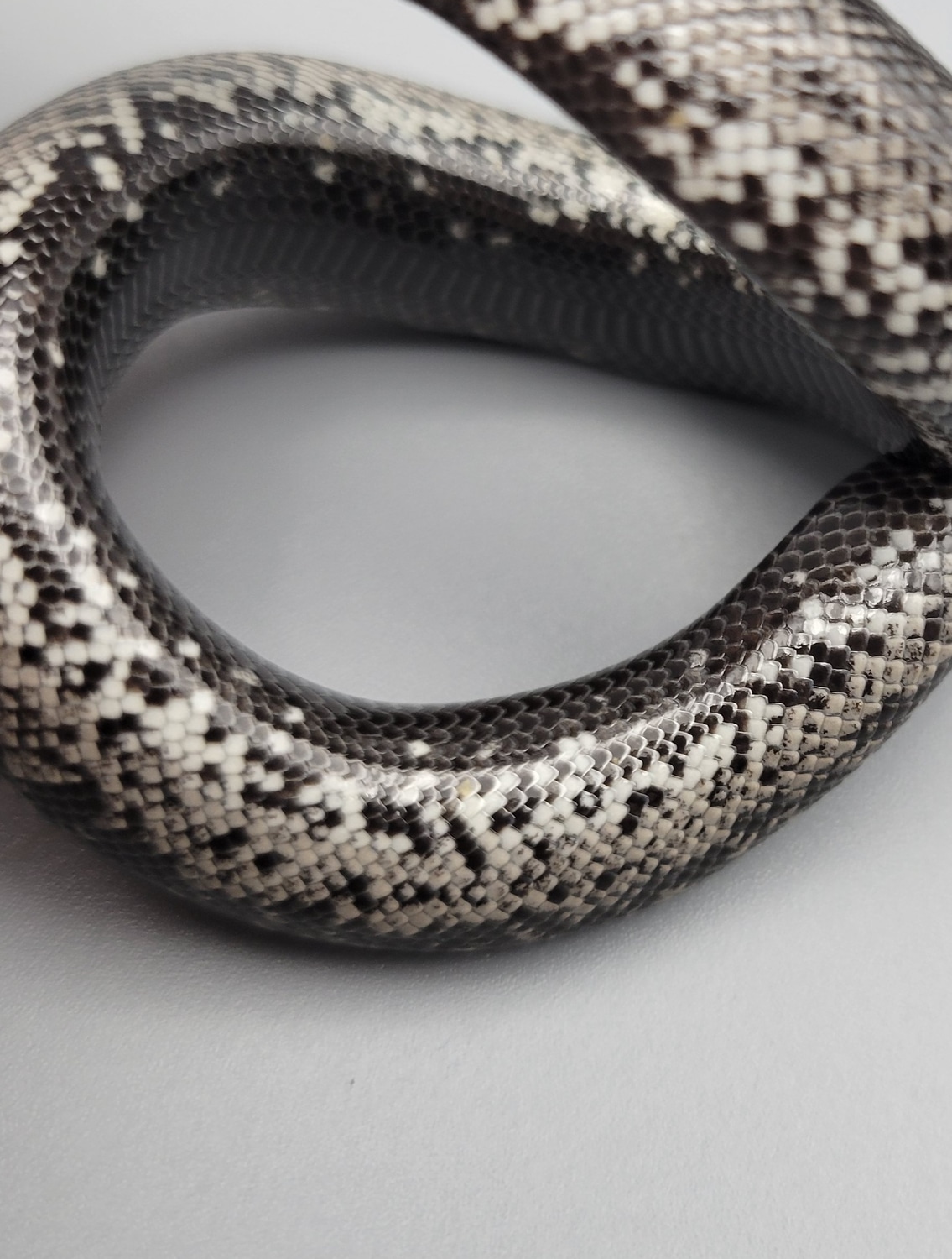 Black Russian Sand Boa by Rufus Darden Reptiles - MorphMarket