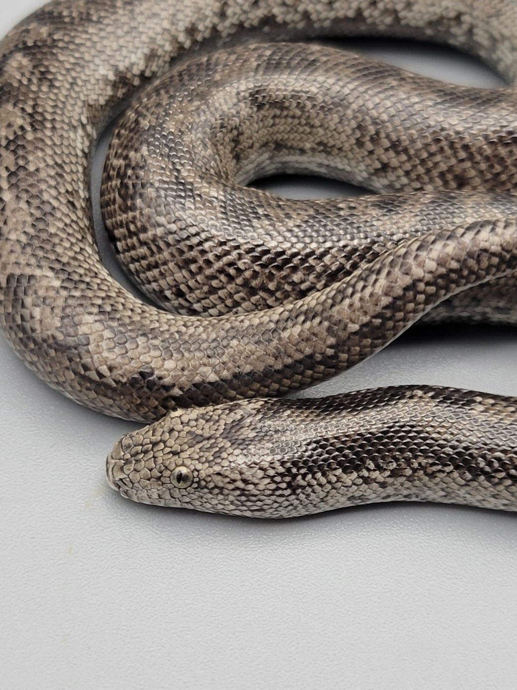 Grey Russian Sand Boa by Rufus Darden Reptiles - MorphMarket