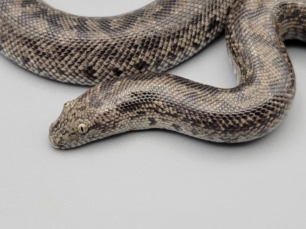 Russian Sand Boa by Rufus Darden Reptiles - MorphMarket