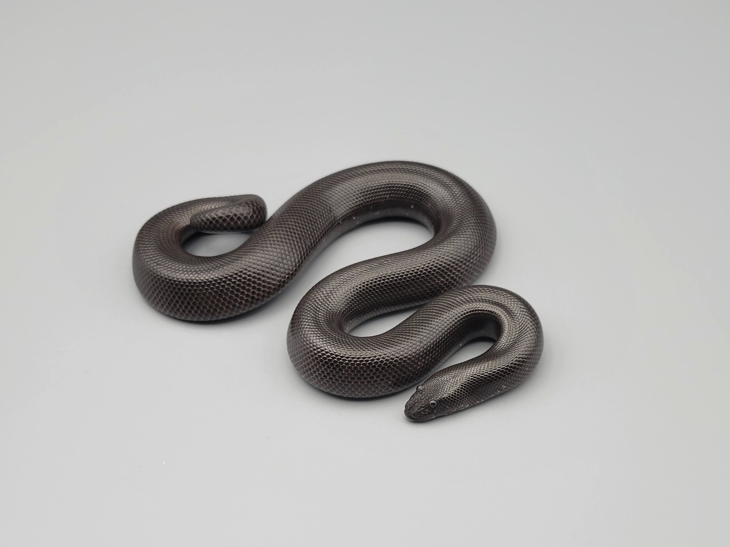 Extreme Super Black Russian Sand Boa by Rufus Darden Reptiles - MorphMarket