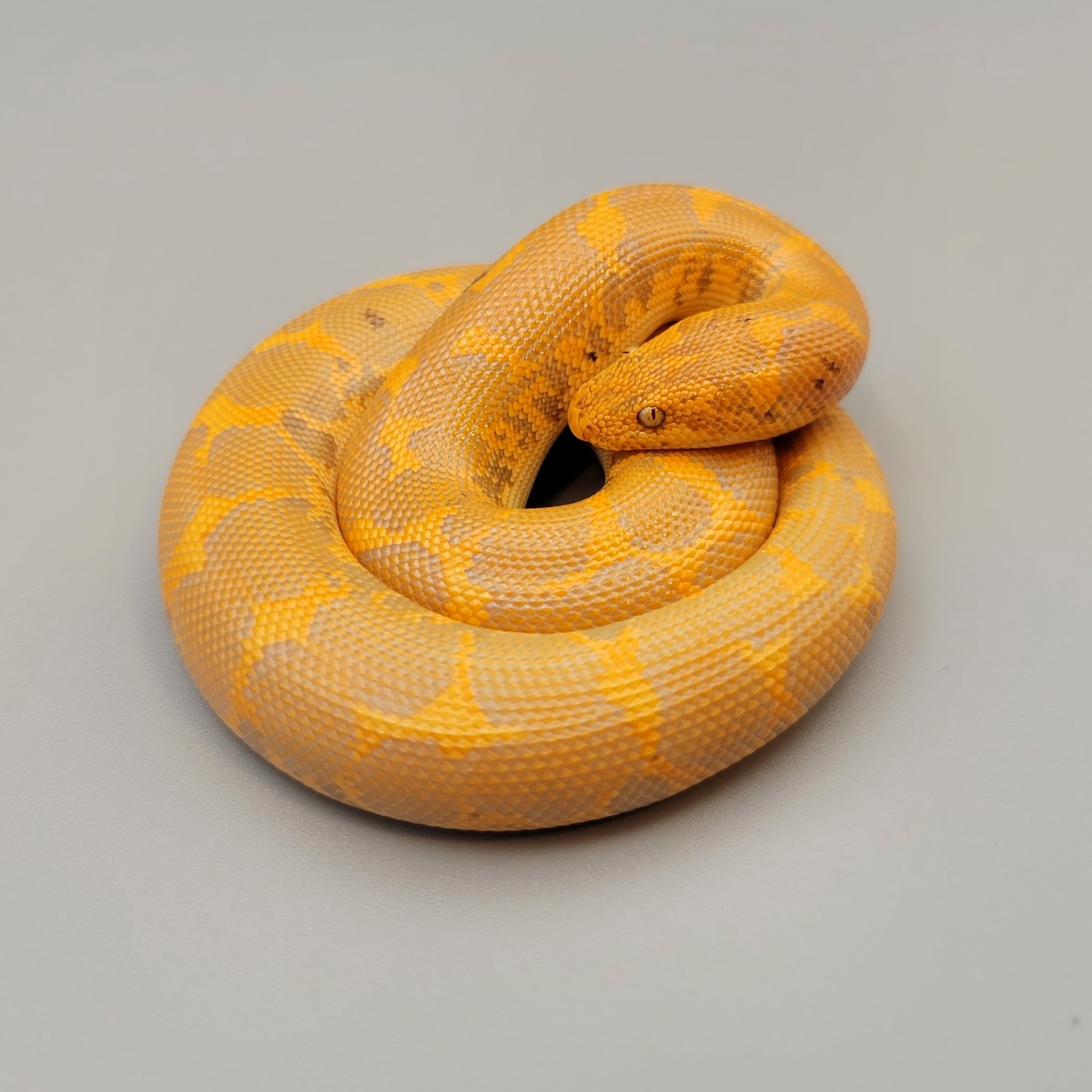 Paradox Albino Kenyan Sand Boa by Rufus Darden Reptiles - MorphMarket