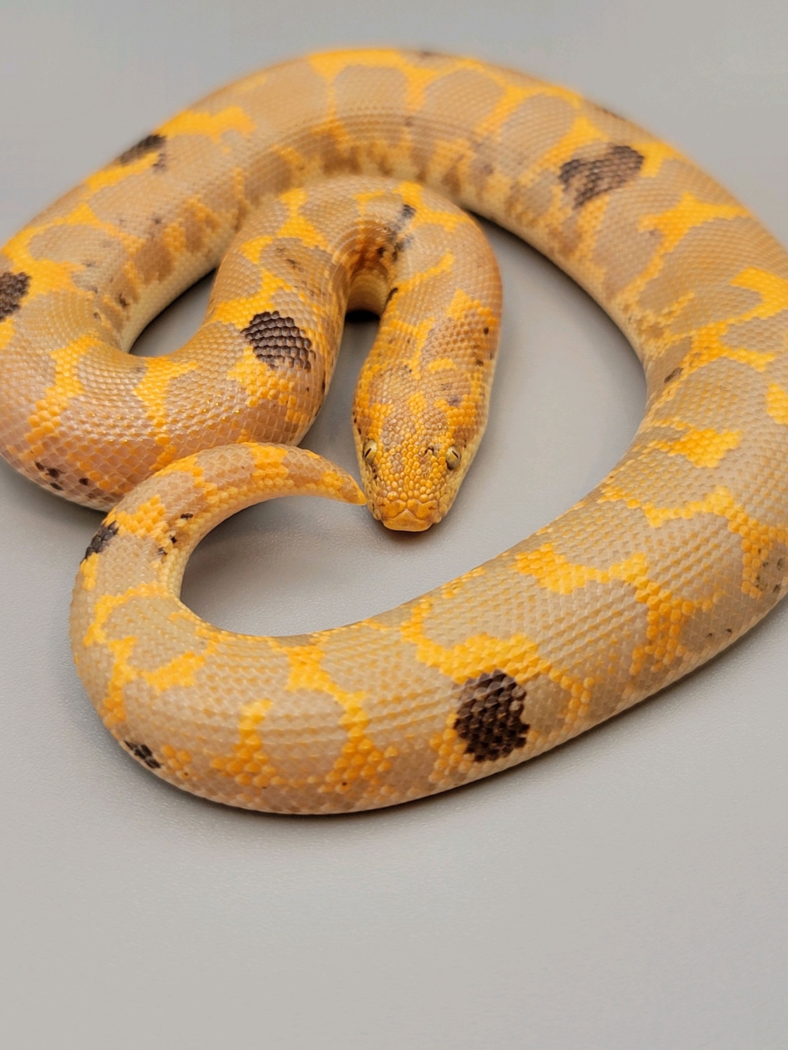 Paradox Albino Kenyan Sand Boa by Rufus Darden Reptiles - MorphMarket