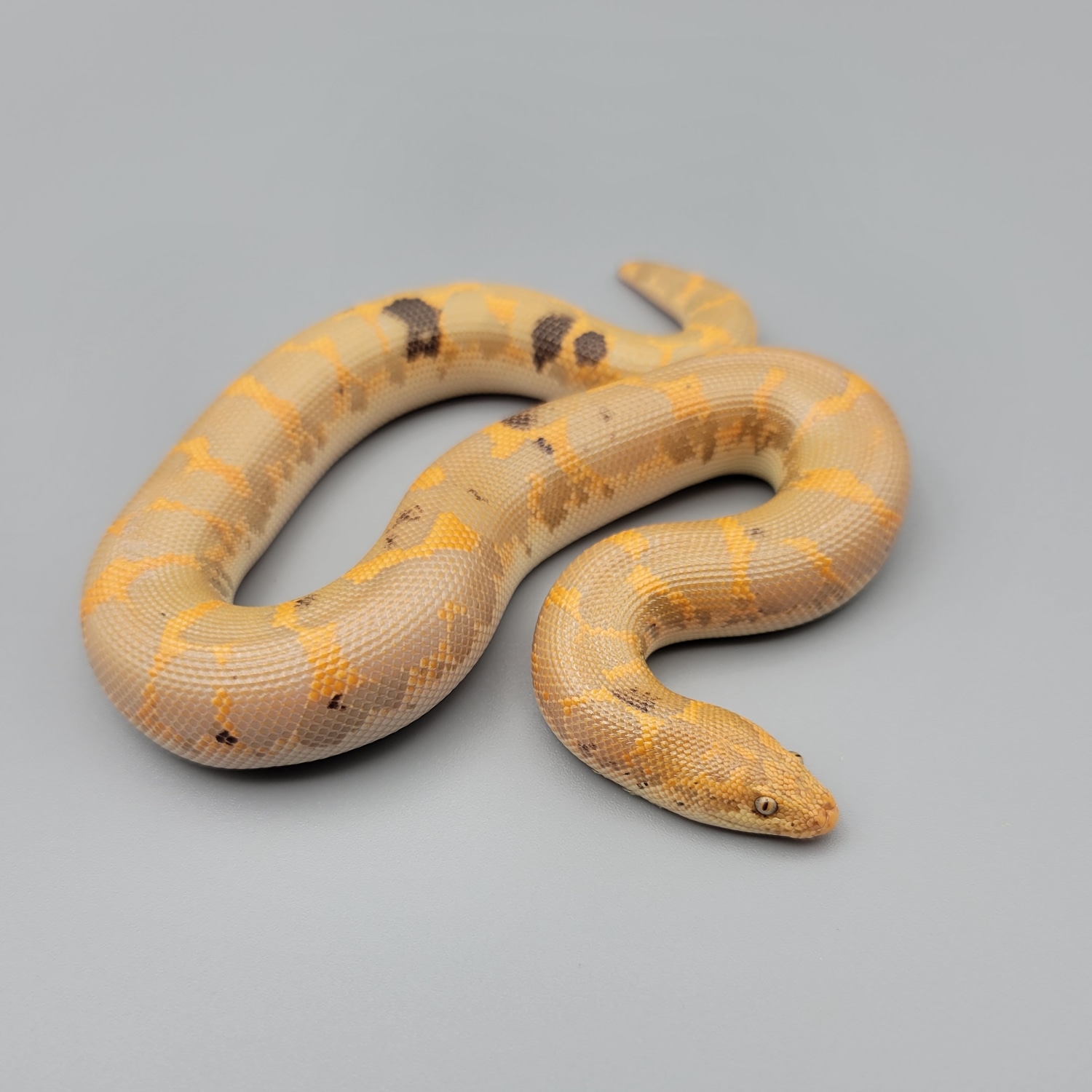 Paradox Albino Kenyan Sand Boa by Rufus Darden Reptiles - MorphMarket