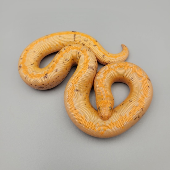 Paradox Albino Stripe Kenyan Sand Boa by Rufus Darden Reptiles ...