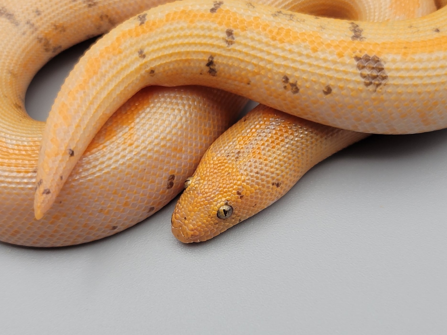 Paradox Albino Stripe Kenyan Sand Boa by Rufus Darden Reptiles ...