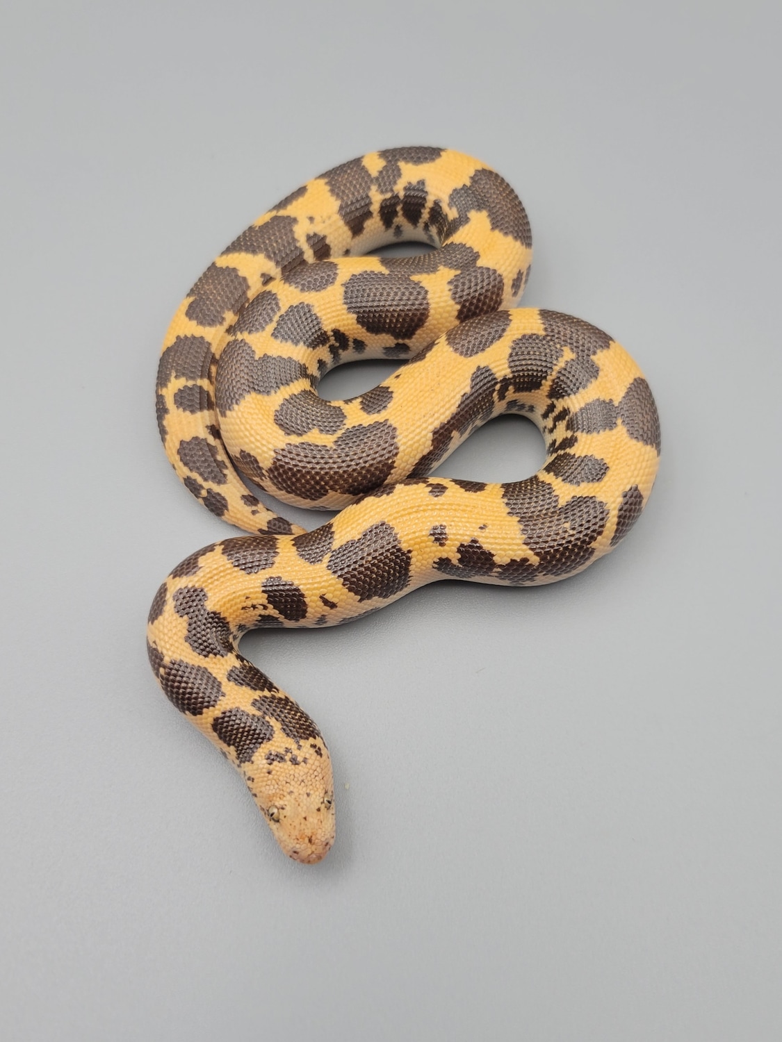 Het Albino Paint Kenyan Sand Boa by Rufus Darden Reptiles - MorphMarket