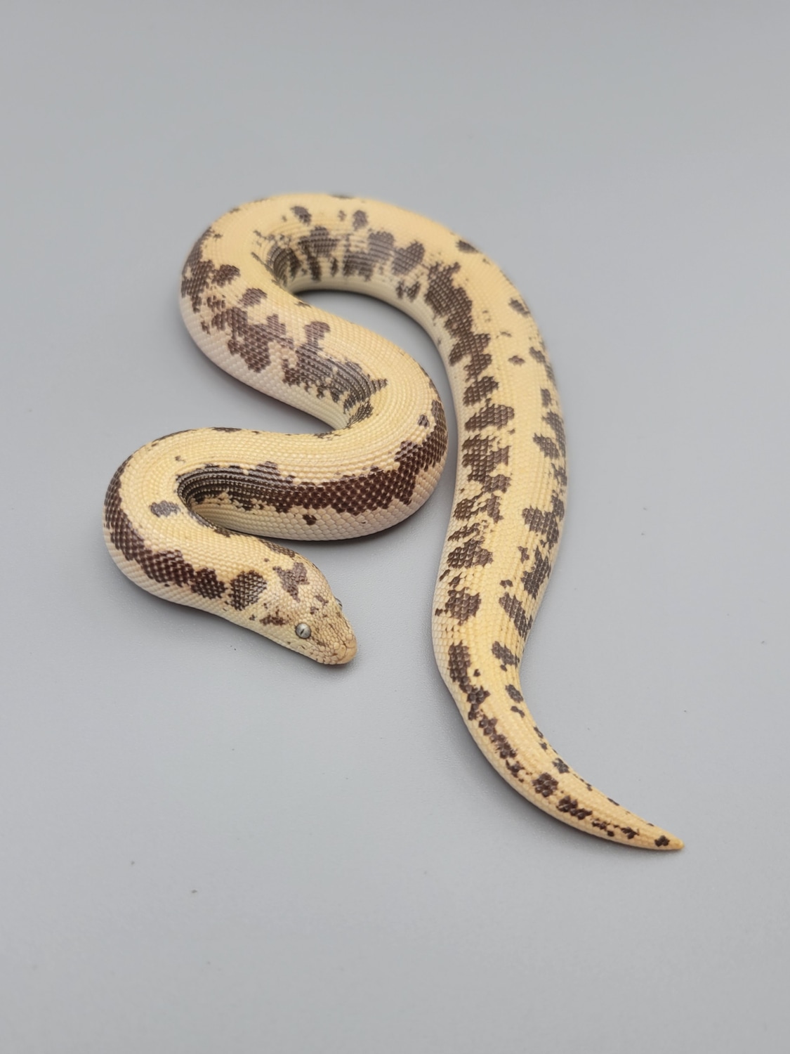 Paint Kenyan Sand Boa by Rufus Darden Reptiles - MorphMarket