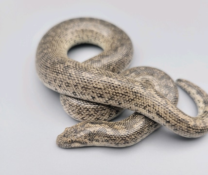 Gray-sided Black RSB Russian Sand Boa by Rufus Darden Reptiles ...