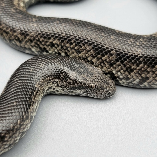 Black Russian Sand Boa by Rufus Darden Reptiles