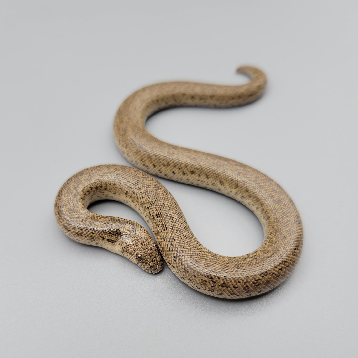 Cinnamon Russian Sand Boa by Rufus Darden Reptiles - MorphMarket