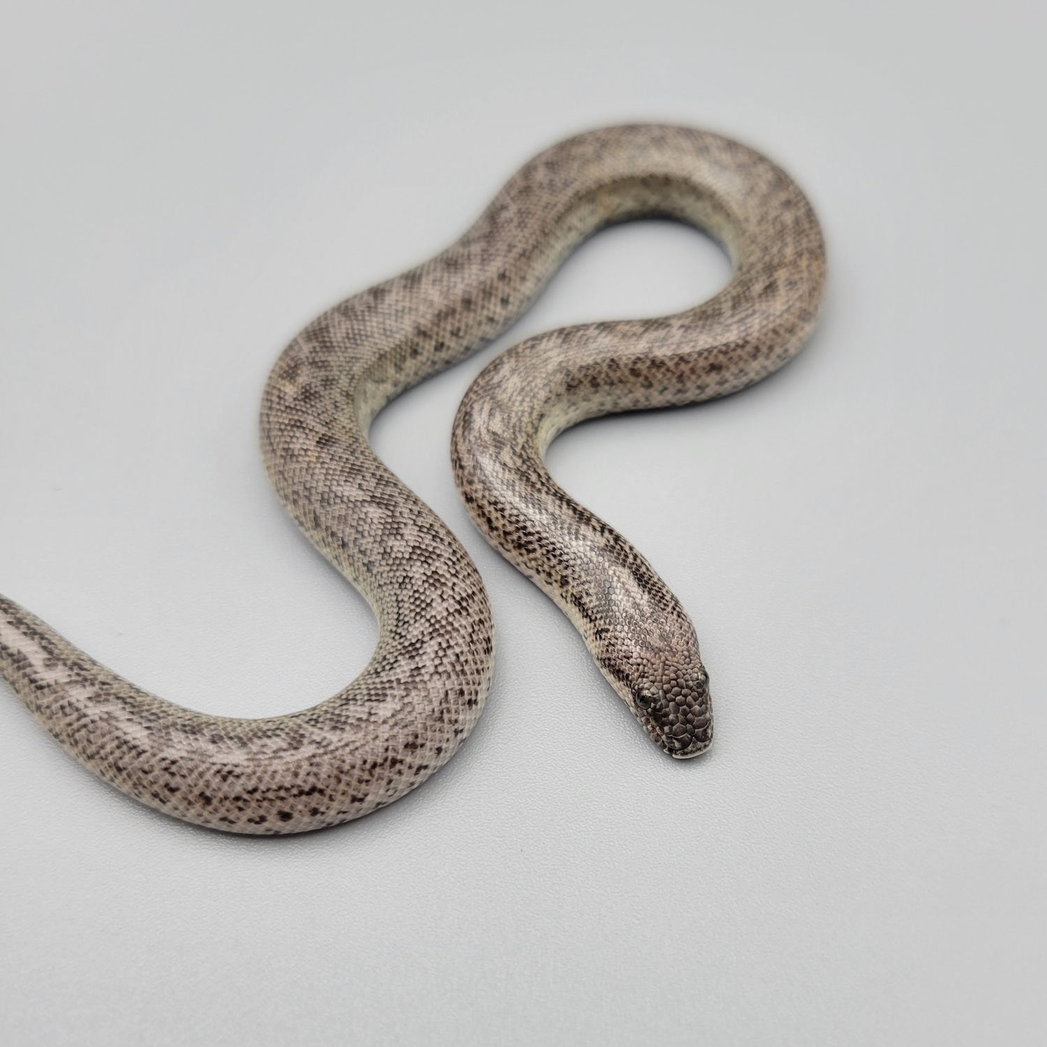 Grey Russian Sand Boa by Rufus Darden Reptiles - MorphMarket