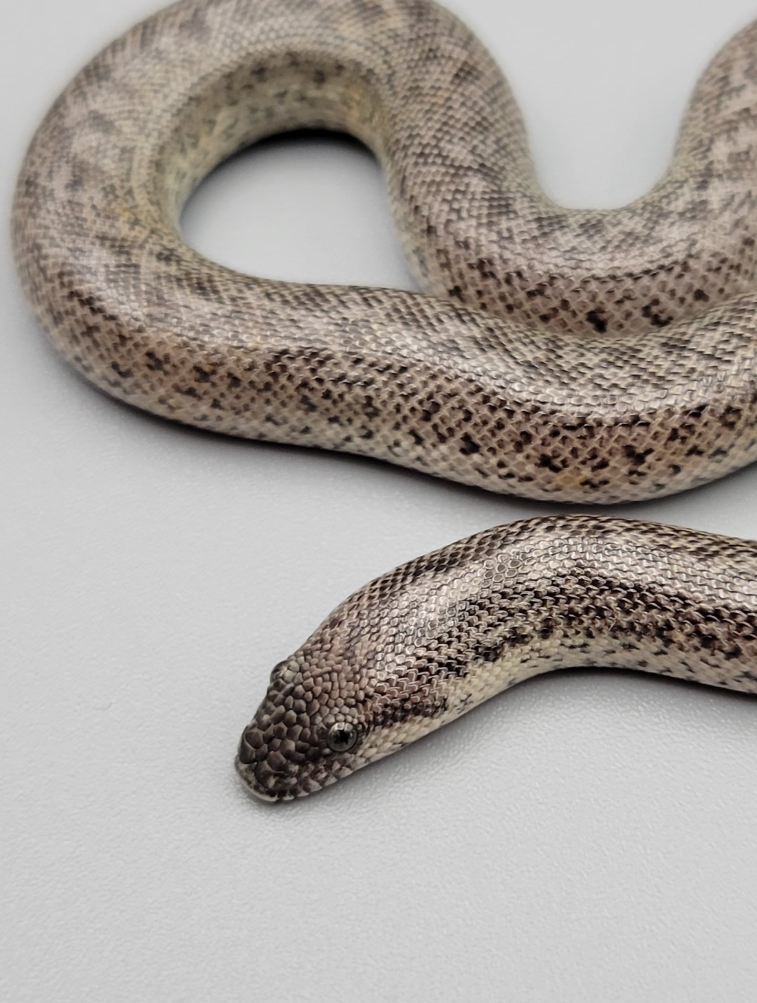 Grey Russian Sand Boa by Rufus Darden Reptiles - MorphMarket