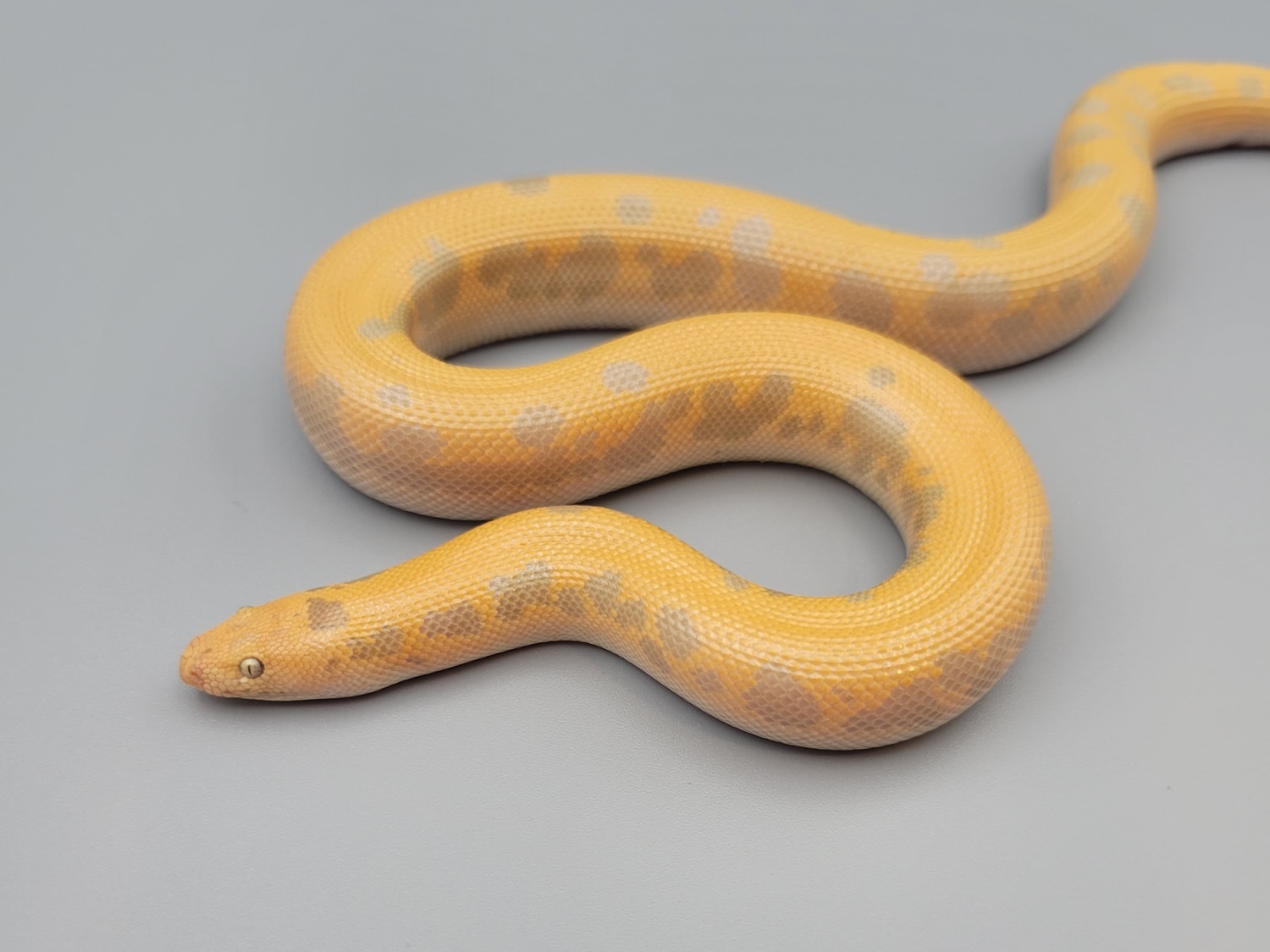GX Albino Paint Kenyan Sand Boa by Rufus Darden Reptiles - MorphMarket