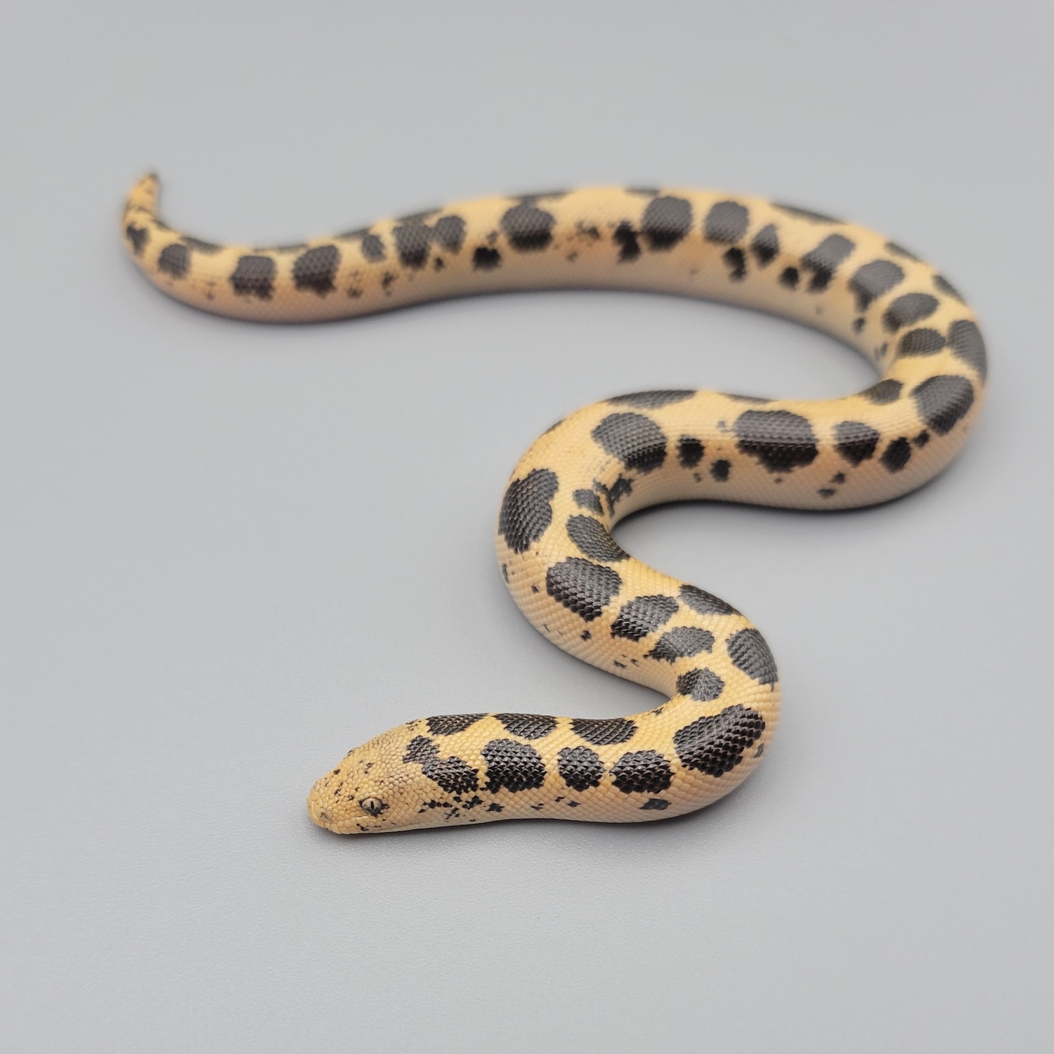 Het GX Albino Paint Kenyan Sand Boa by Rufus Darden Reptiles - MorphMarket