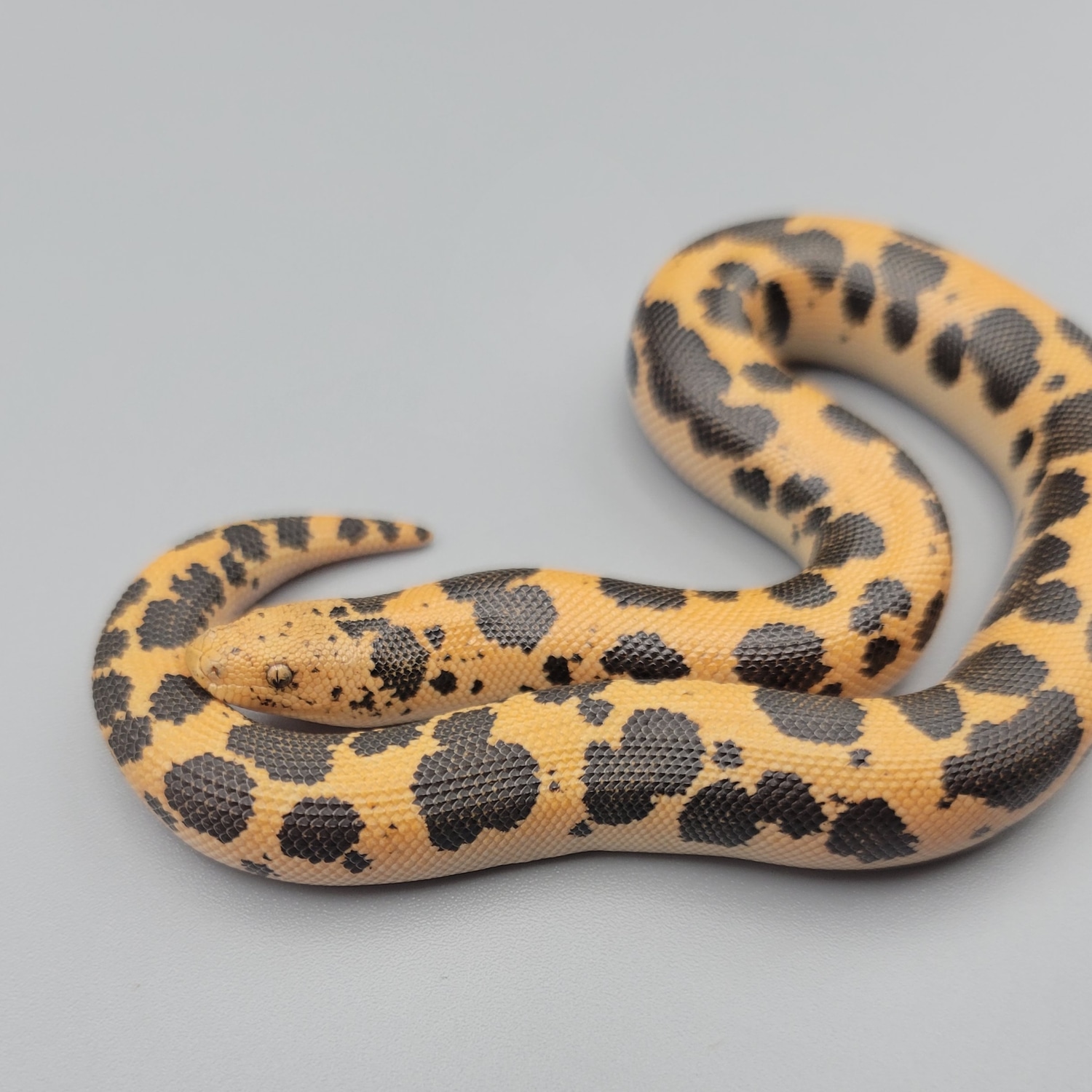 Het Albino GX Paint Kenyan Sand Boa by Rufus Darden Reptiles - MorphMarket