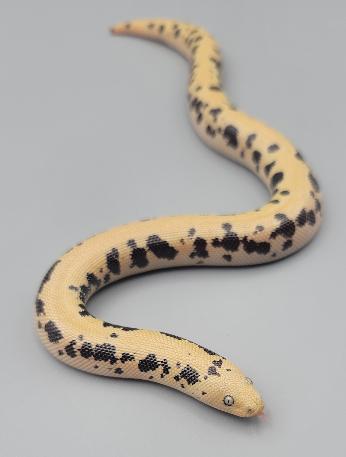 GX Paint Kenyan Sand Boa by Rufus Darden Reptiles - MorphMarket