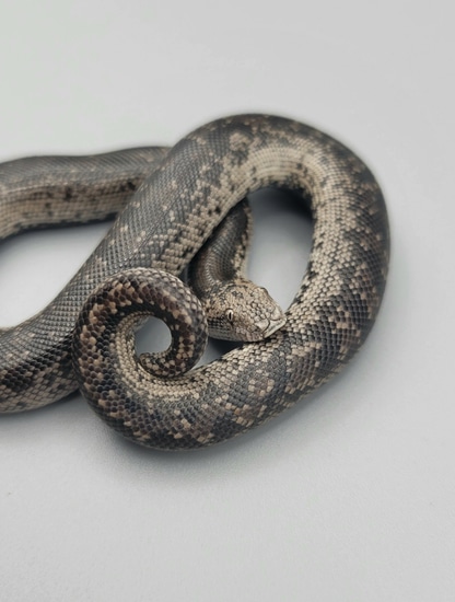 Gray-sided Black RSB Russian Sand Boa by Rufus Darden Reptiles