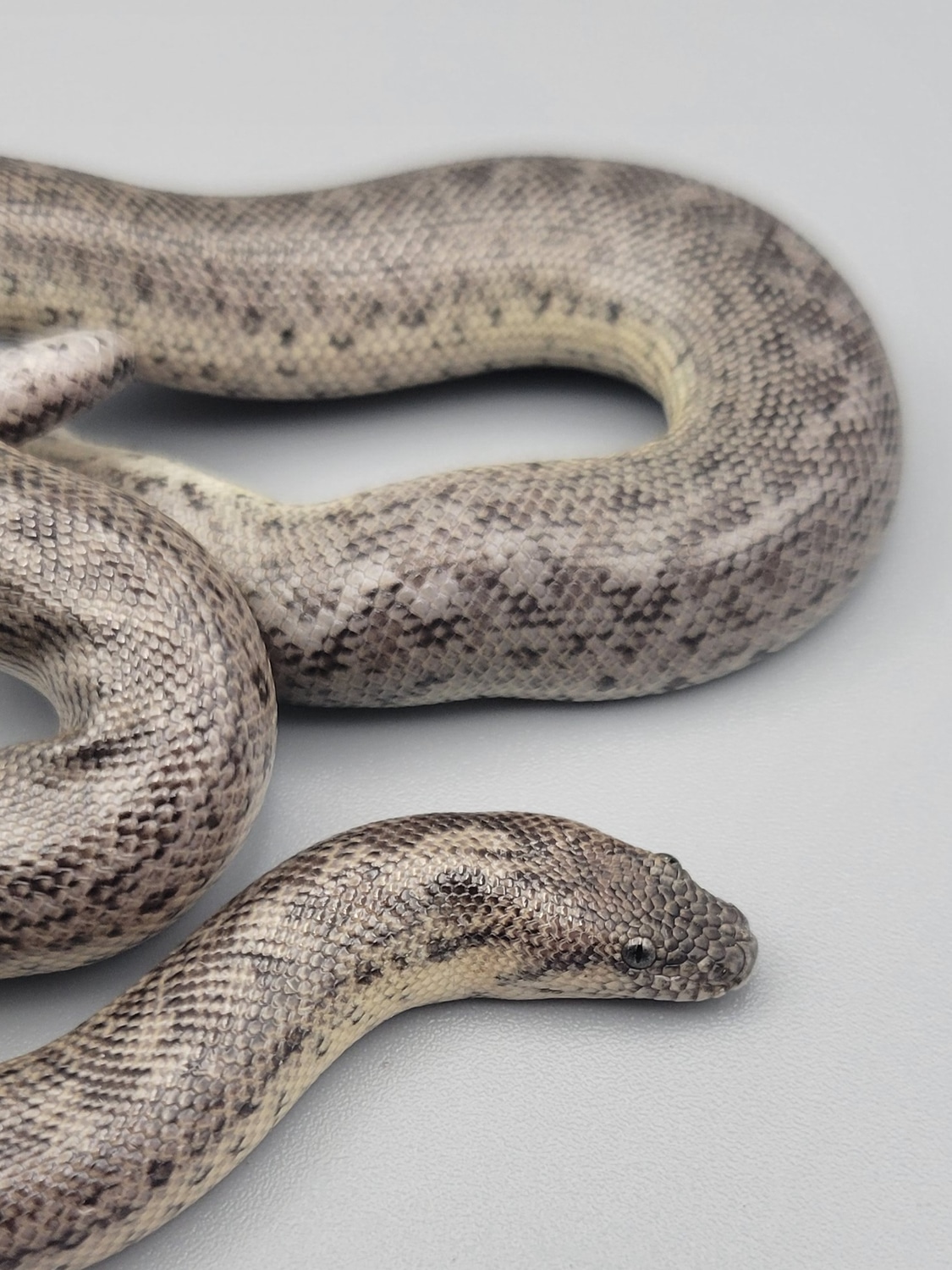 Grey Russian Sand Boa by Rufus Darden Reptiles - MorphMarket