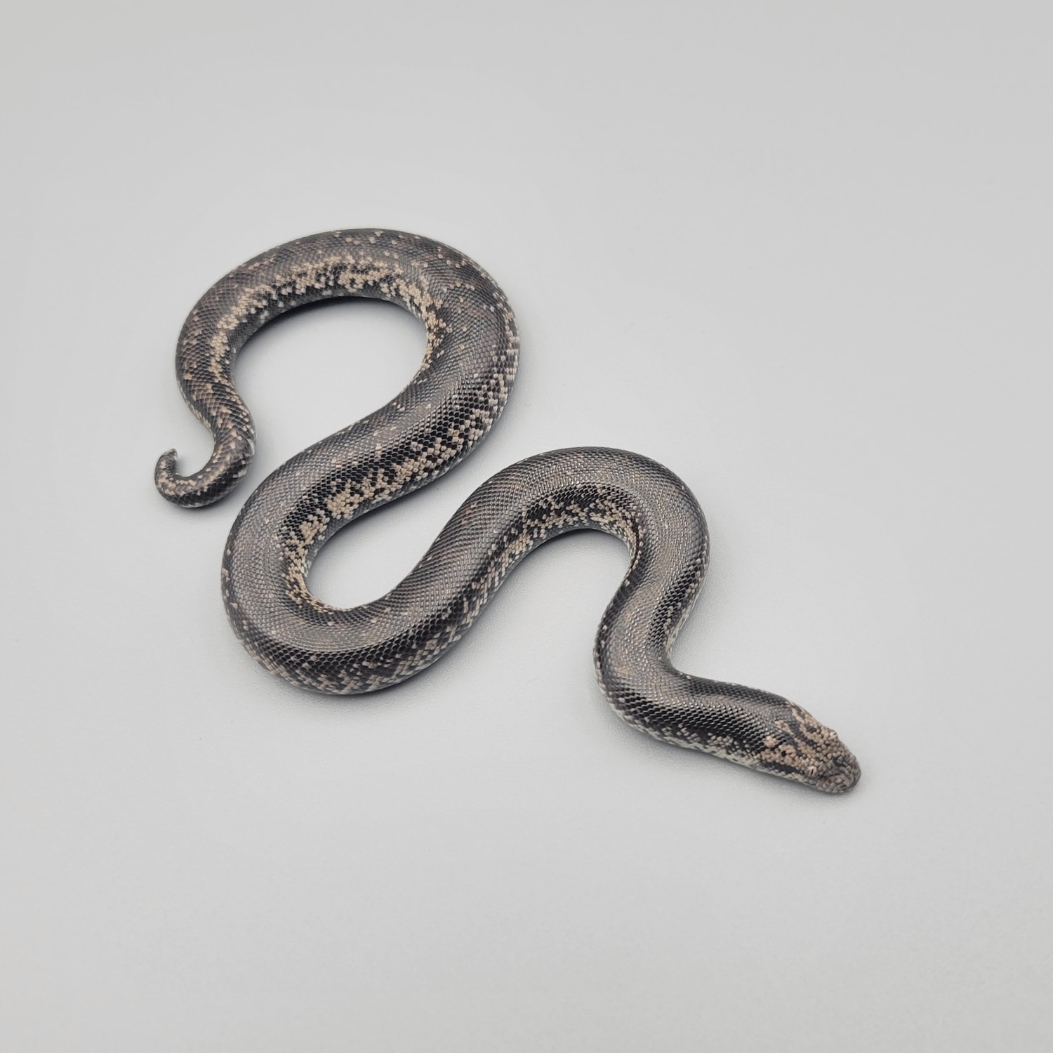 Gray-sided Black RSB Russian Sand Boa by Rufus Darden Reptiles ...