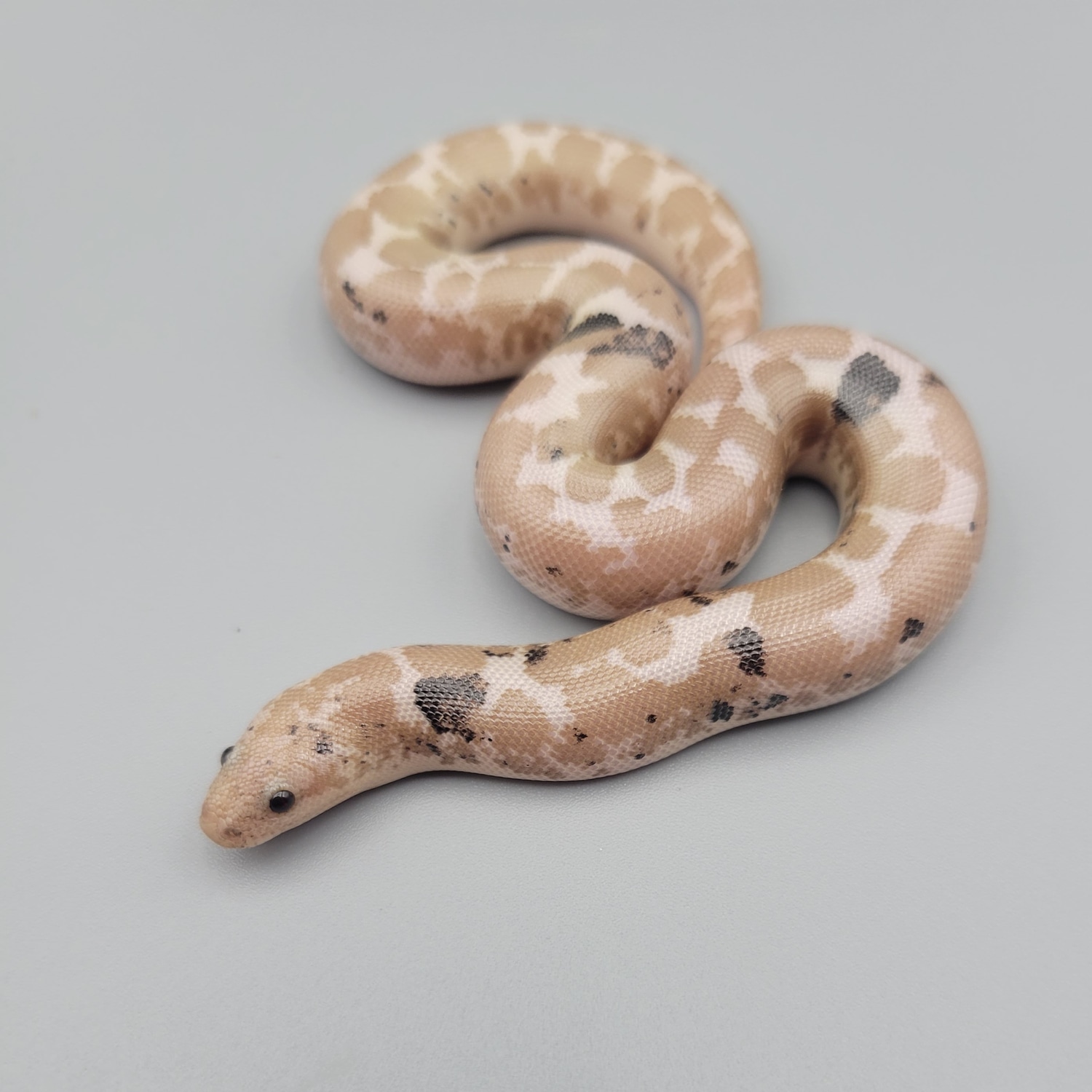 Paradox Snow Kenyan Sand Boa by Rufus Darden Reptiles - MorphMarket