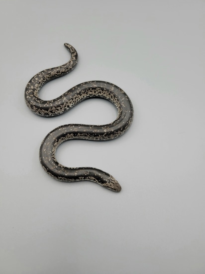 Gray-sided Black RSB Russian Sand Boa by Rufus Darden Reptiles