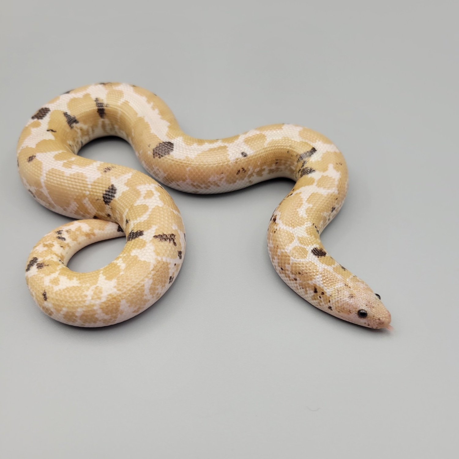 Paradox Snow Kenyan Sand Boa by Rufus Darden Reptiles - MorphMarket