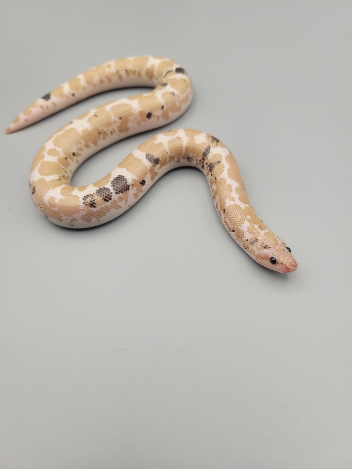 Paradox Snow Kenyan Sand Boa by Rufus Darden Reptiles - MorphMarket