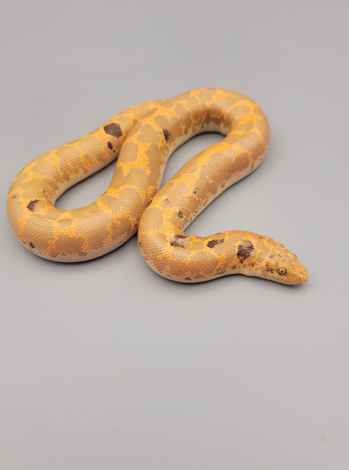 Paradox Albino Kenyan Sand Boa by Rufus Darden Reptiles - MorphMarket