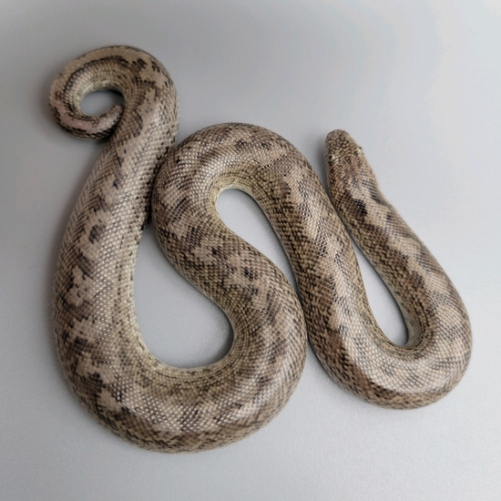 Grey Phase RSB Russian Sand Boa by Rufus Darden Reptiles