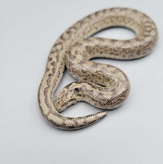 Grey Phase RSB Russian Sand Boa by Rufus Darden Reptiles